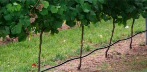 Sutton Forest - Destination Southern Highlands